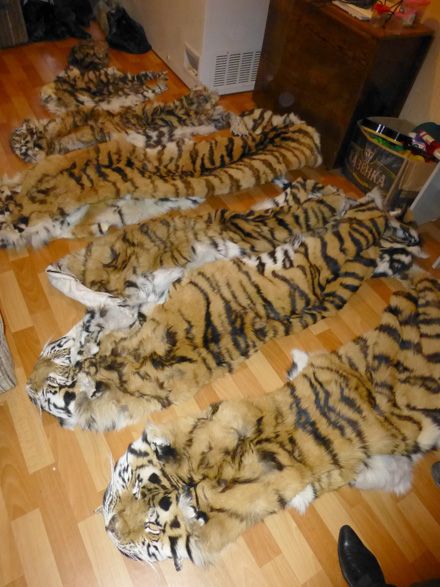 Siberian (Amur) Tiger: Amur Tiger Family Killed in Primorye