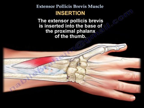 伸拇短肌(Extensor pollicis brevis muscle) | 職能治療陪你居家復健