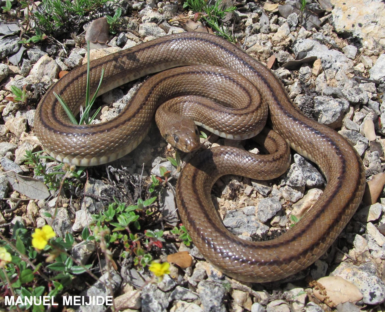 El Artesano Numantino: CULEBRA DE ESCALERA, una ratonera sin igual.