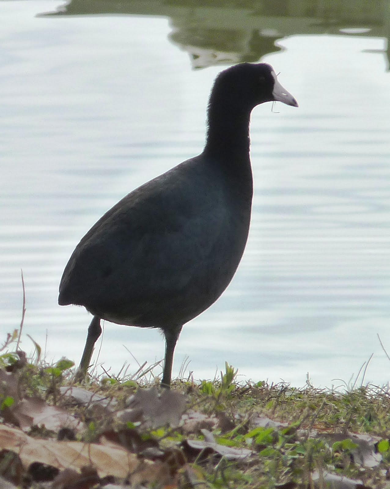 The Greenbelt: Some birds