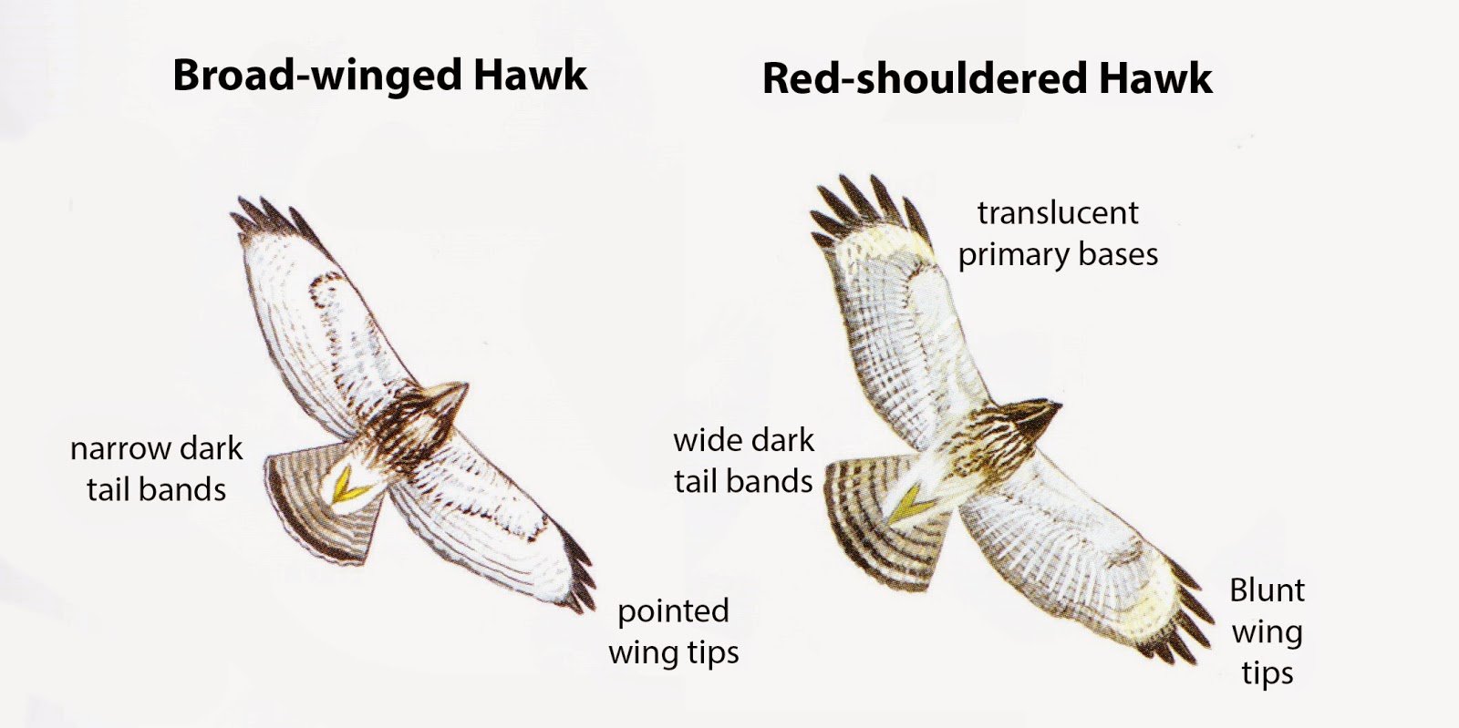 Alix Arthur d'Entremont: My First Red-shouldered Hawk