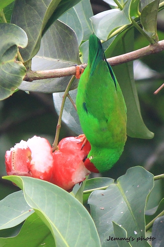 Pesona Alam dan Satwa Liar: Serindit Sulawesi / Celebes hanging-parrot