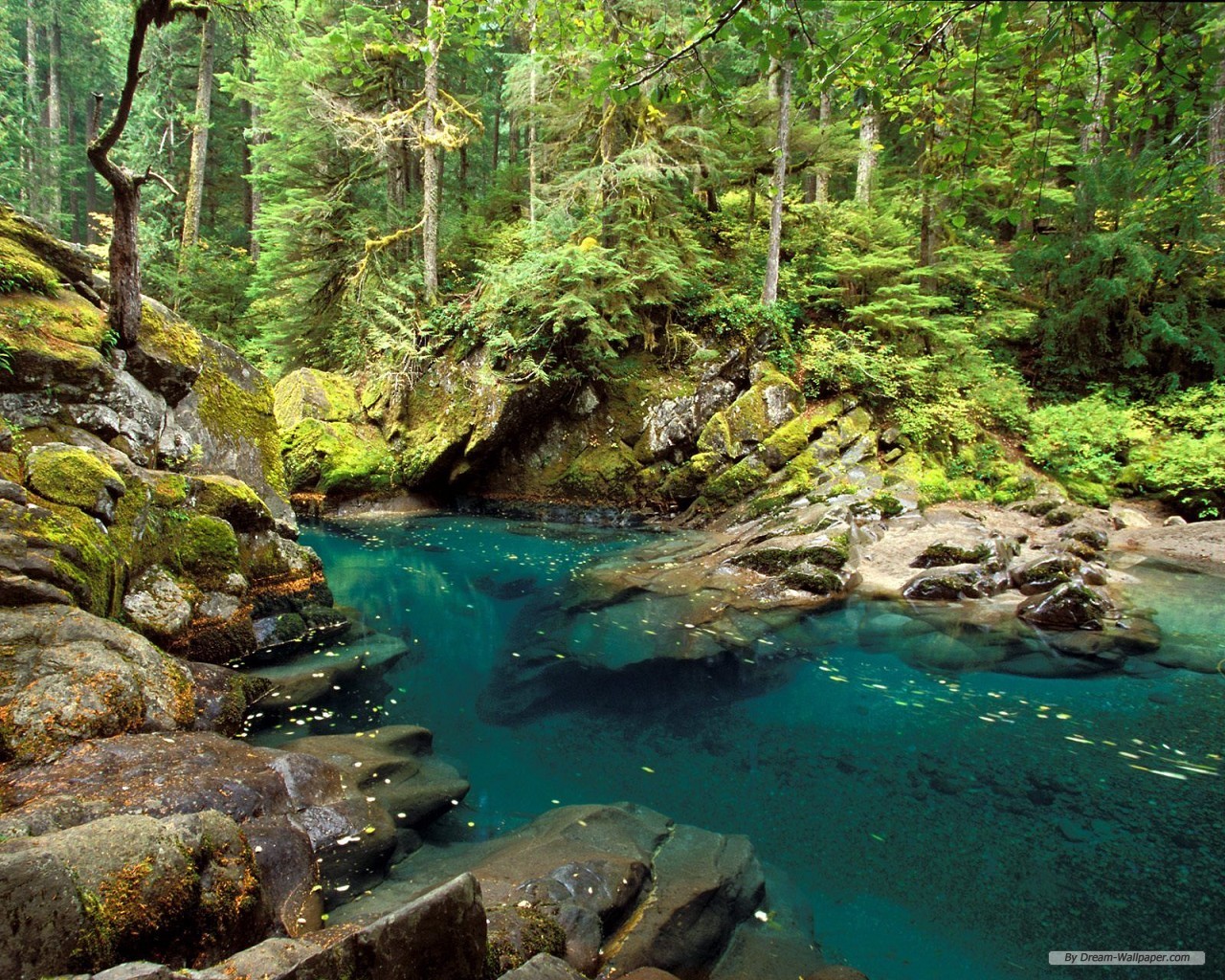 Orman Manzara Resimleri HD