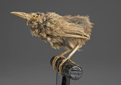 Stephens Island Wren (Xenicus lyalli) ~ World Extinct Animals