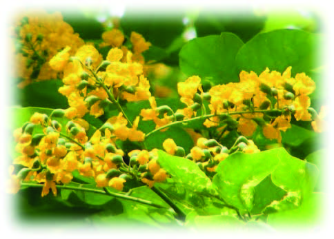 National Flowers of 10 ASEAN Countries: Padauk