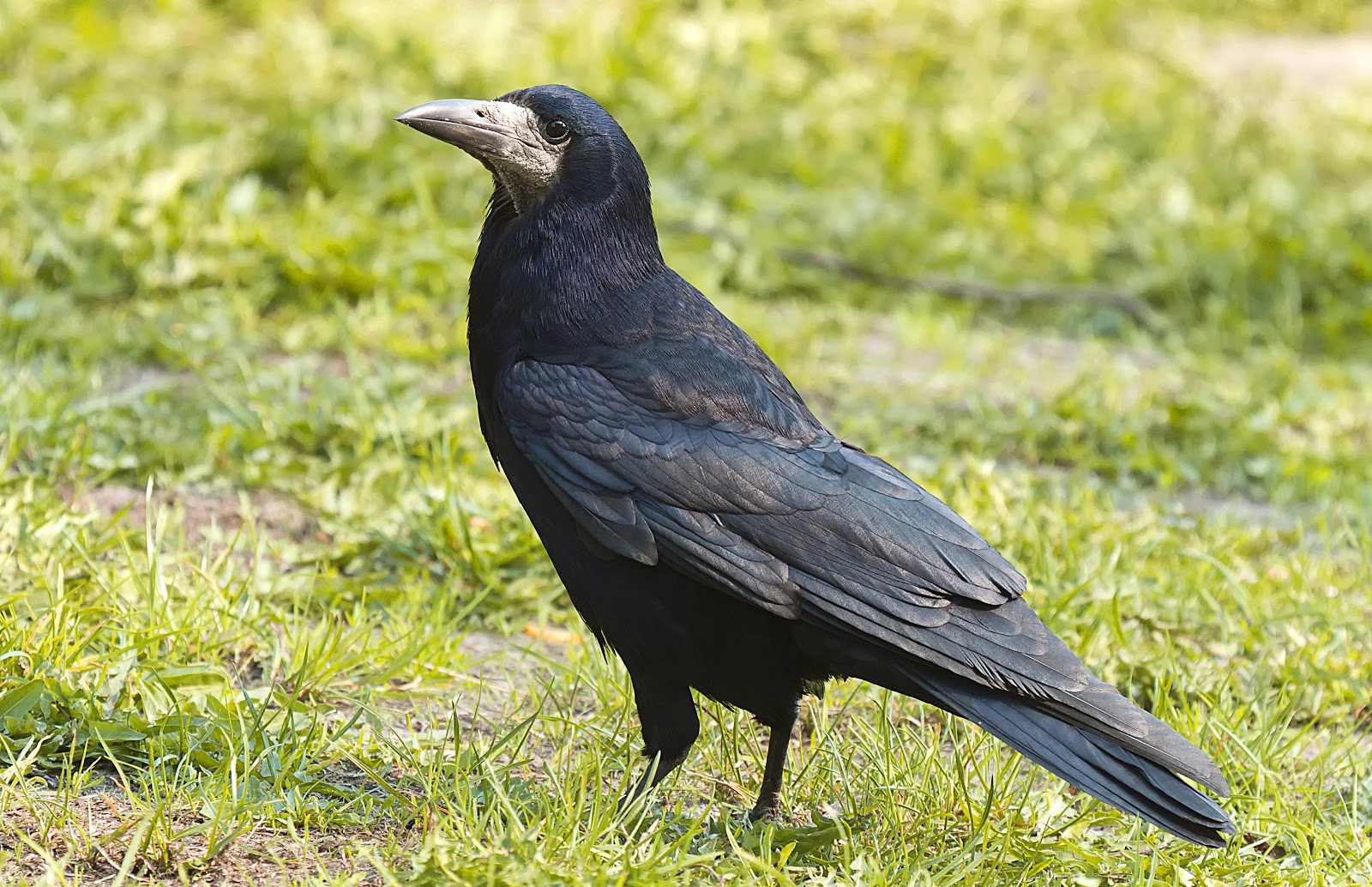 Χαβαρόνι (Corvus Frugilegus)