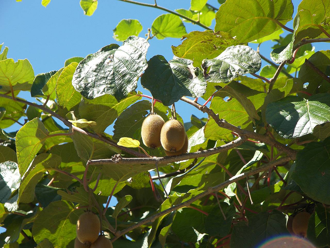 Kiwi (Actinidia deliciosa) - Frutas del mundo