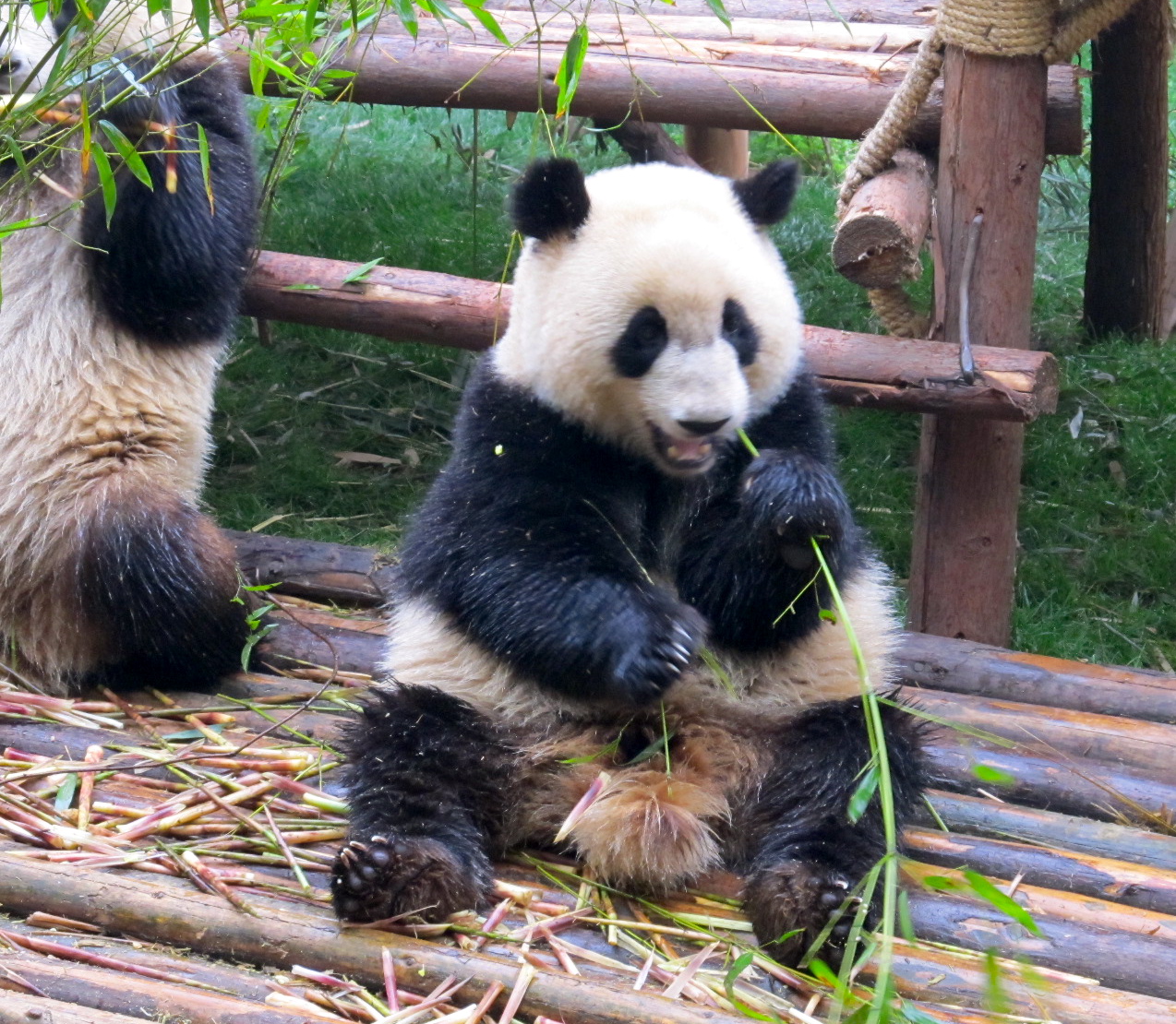 Texas to the Thames: The Pandas of Chengdu