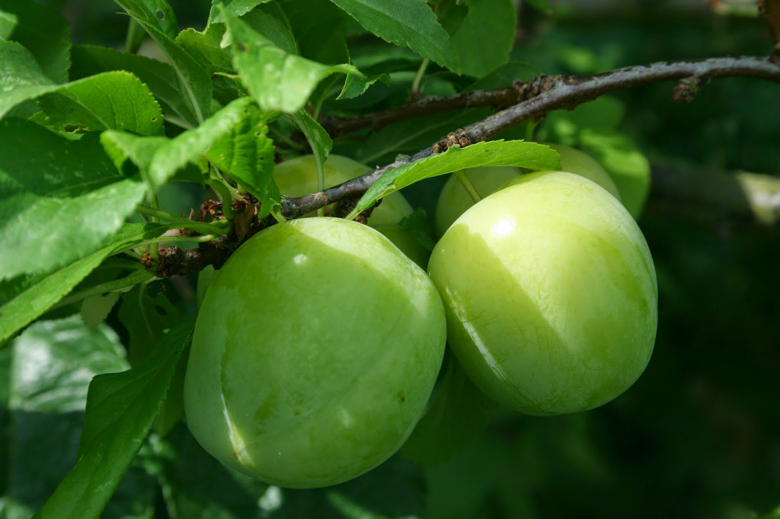 The Fruit Growing Expert: THE TOP 5 BEST GREENGAGES