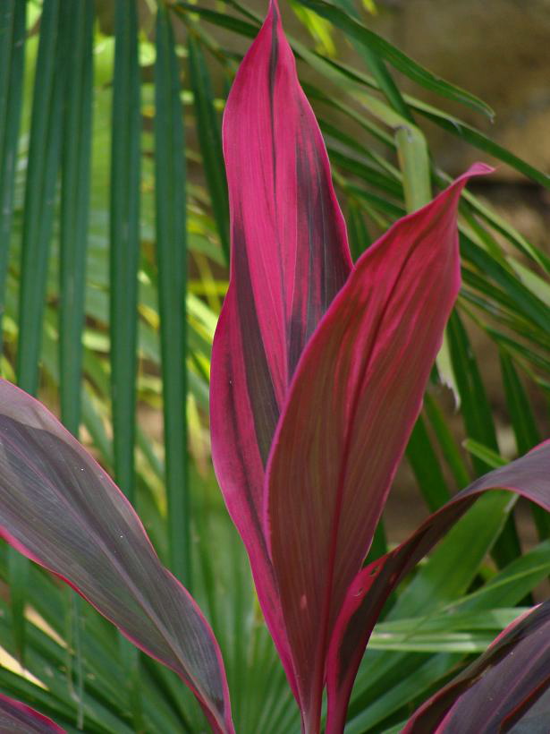 1784: The Ti Plant Has Fruits!