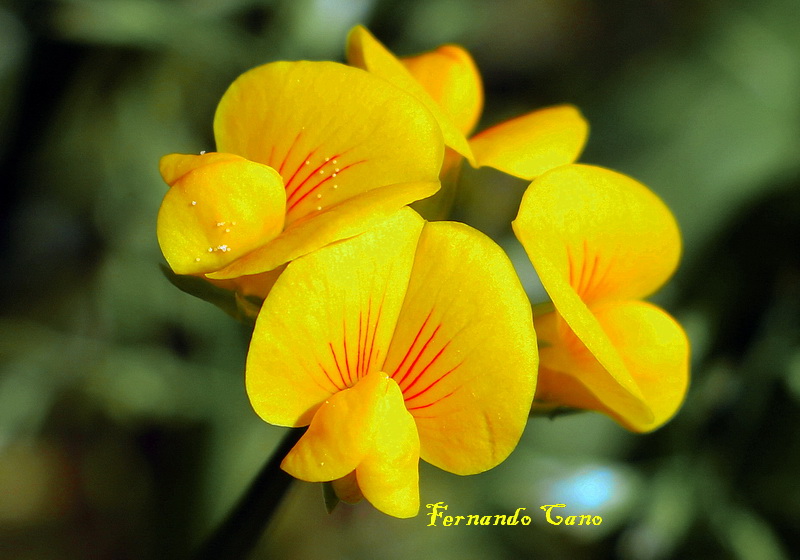 Mogón: SENDEROS DE MOGÓN