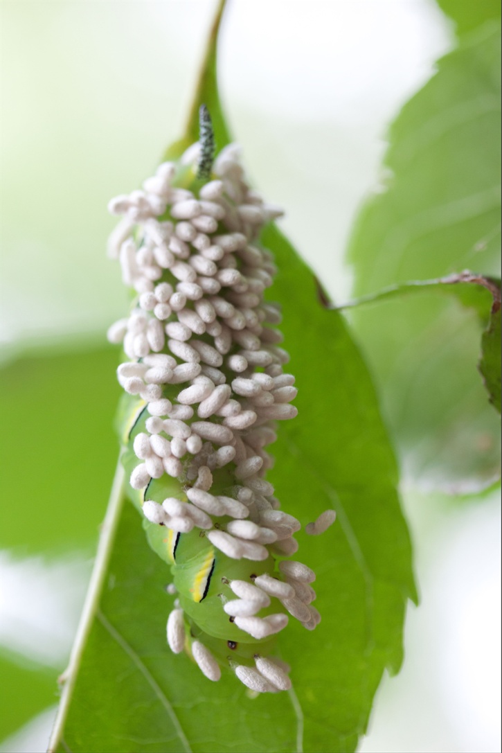 Nature Nut Lady: Hornworm vs. Braconid Wasp