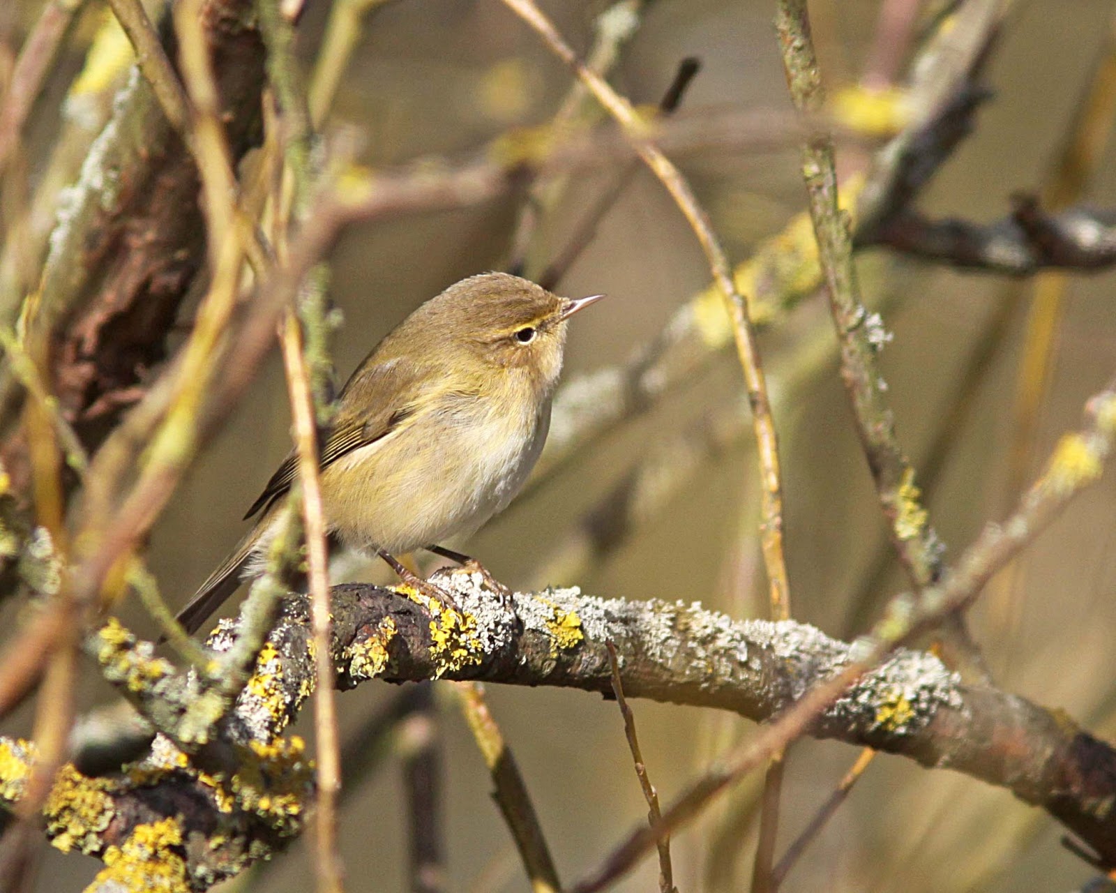 Northamptonshire Birding: Chiffchaffs