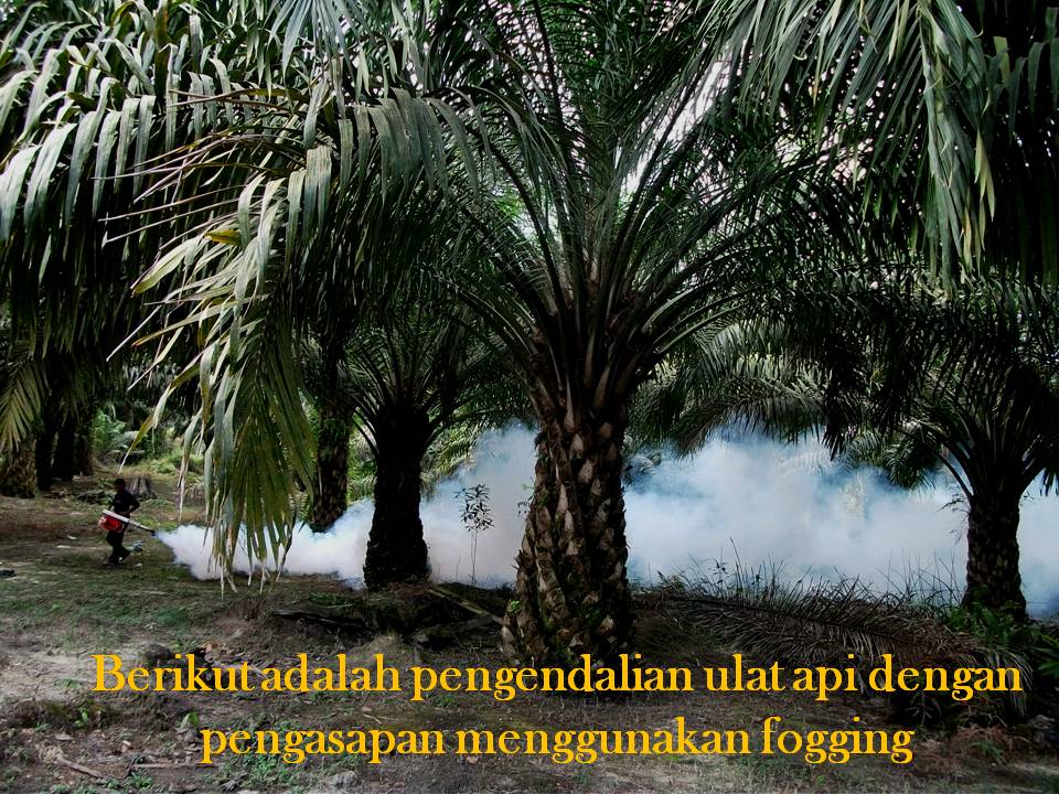PANDUAN PENGENDALIAN ORGANISME PENGGANGGU TANAMAN (OPT) KELAPA SAWIT ...