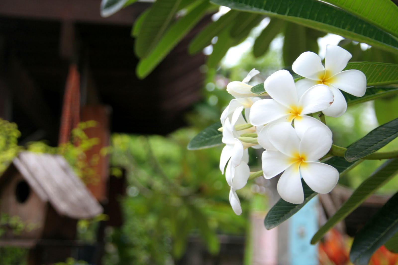Around the World with Luca: Blossoming Chiang Mai: its chimes and charms