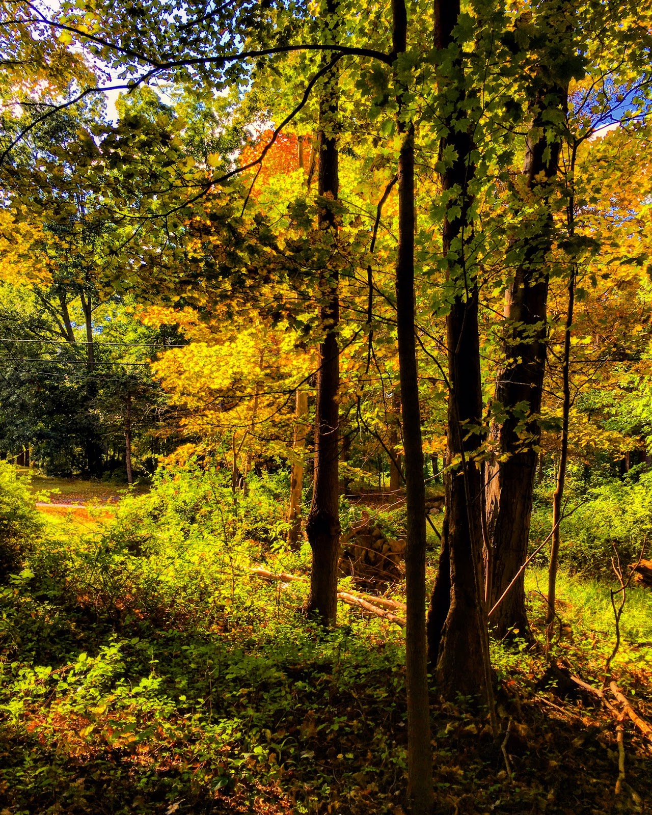 Content in a Cottage: Beautiful Fall Color in My Woods