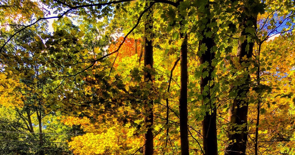 Content in a Cottage: Beautiful Fall Color in My Woods