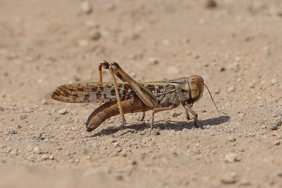 Birds of Saudi Arabia: Migratory Locust - Haradh