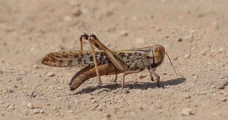 Birds of Saudi Arabia: Migratory Locust - Haradh