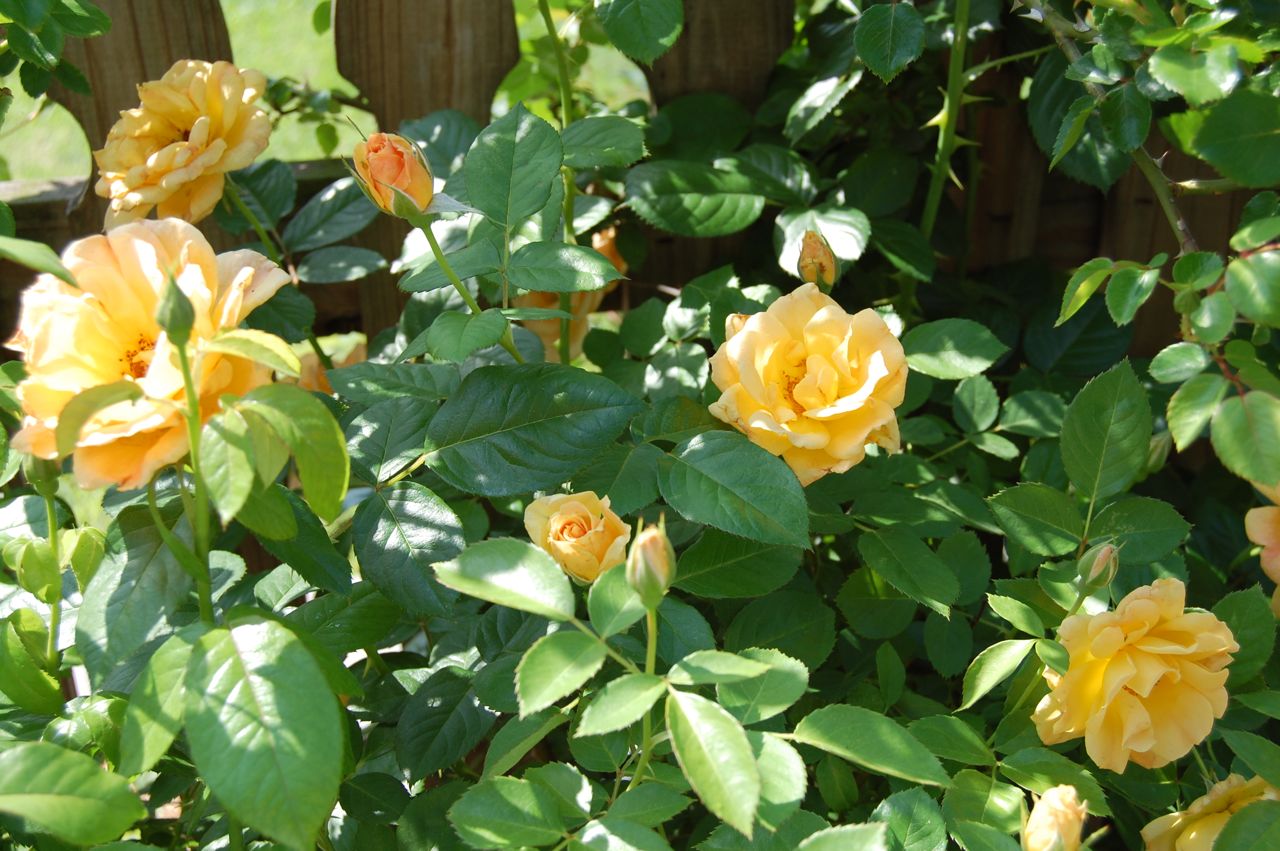 The Old Fashioned Baby Sewing Room: Spring!