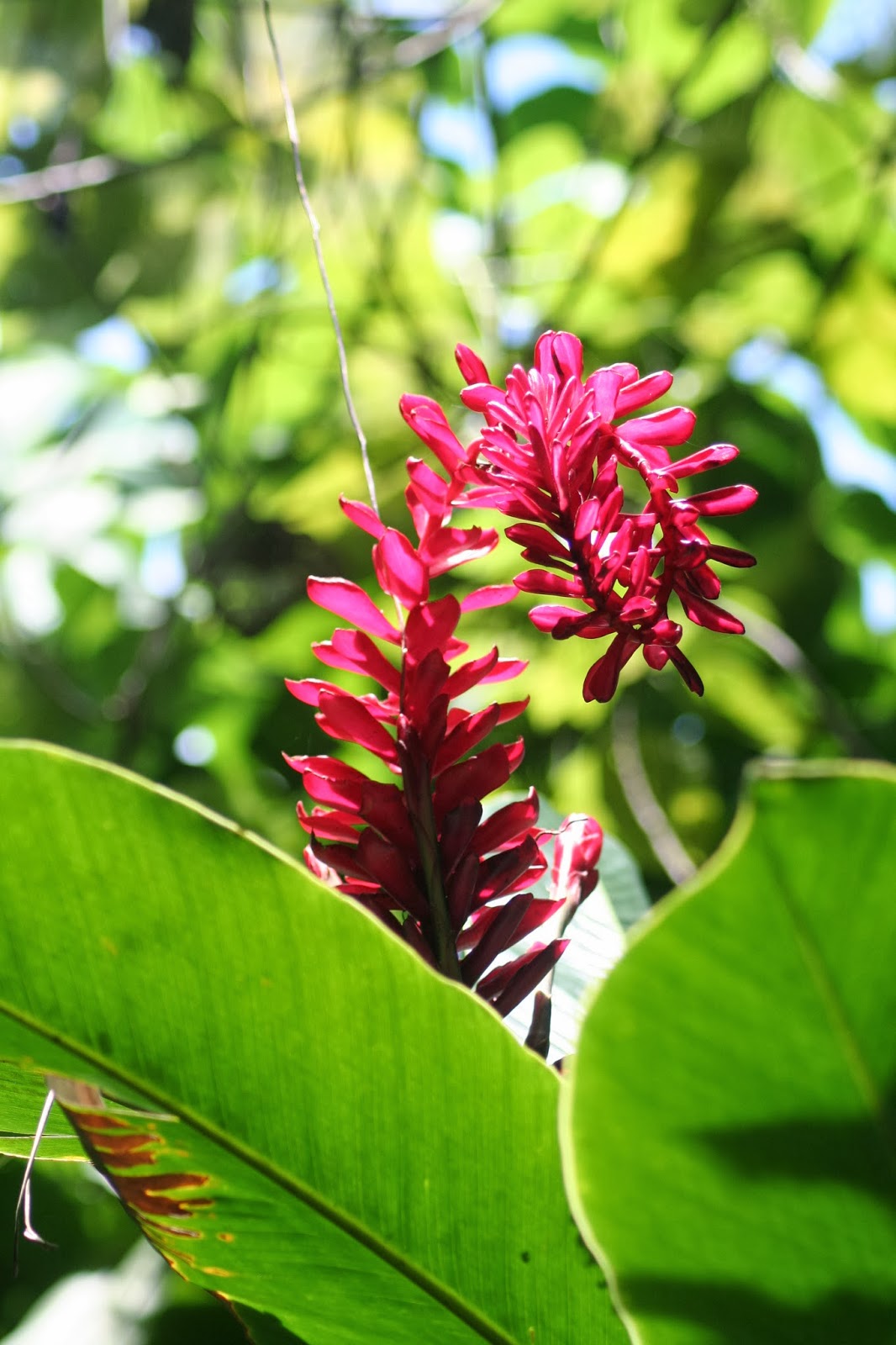 Conky Tonkin' with The Pfeifers: From Salmon to Samoan- We Journey to ...