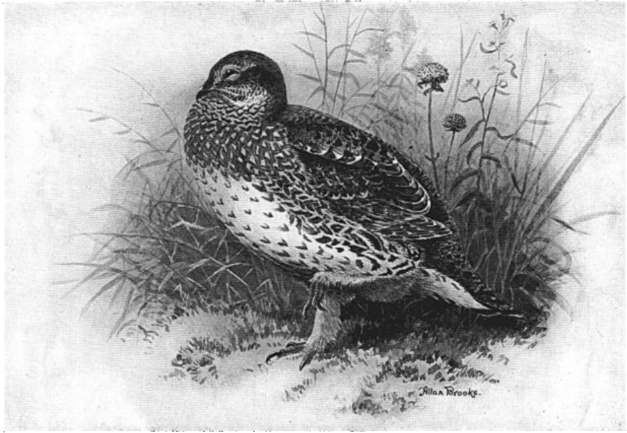 Birding Is Fun!: A Hybrid Dusky Grouse x Sharp-tailed Grouse