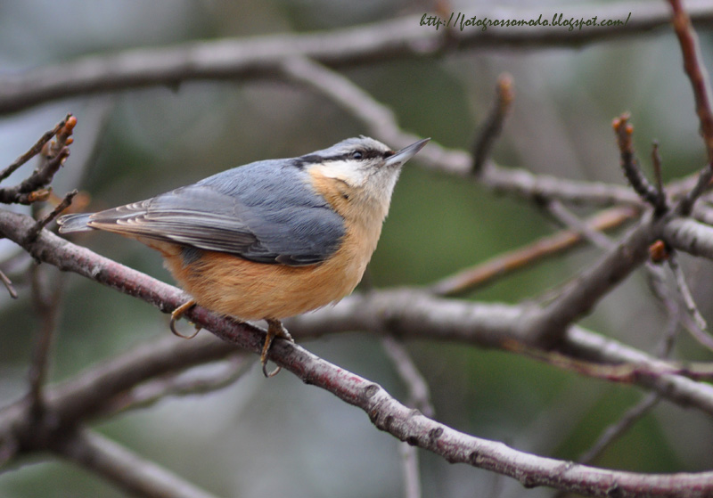 In linii mari: Pasari