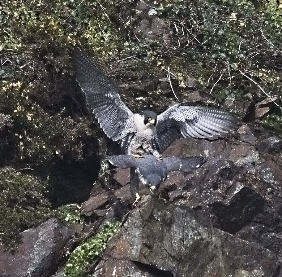 Alan James Photography : Peregrine mating sequence