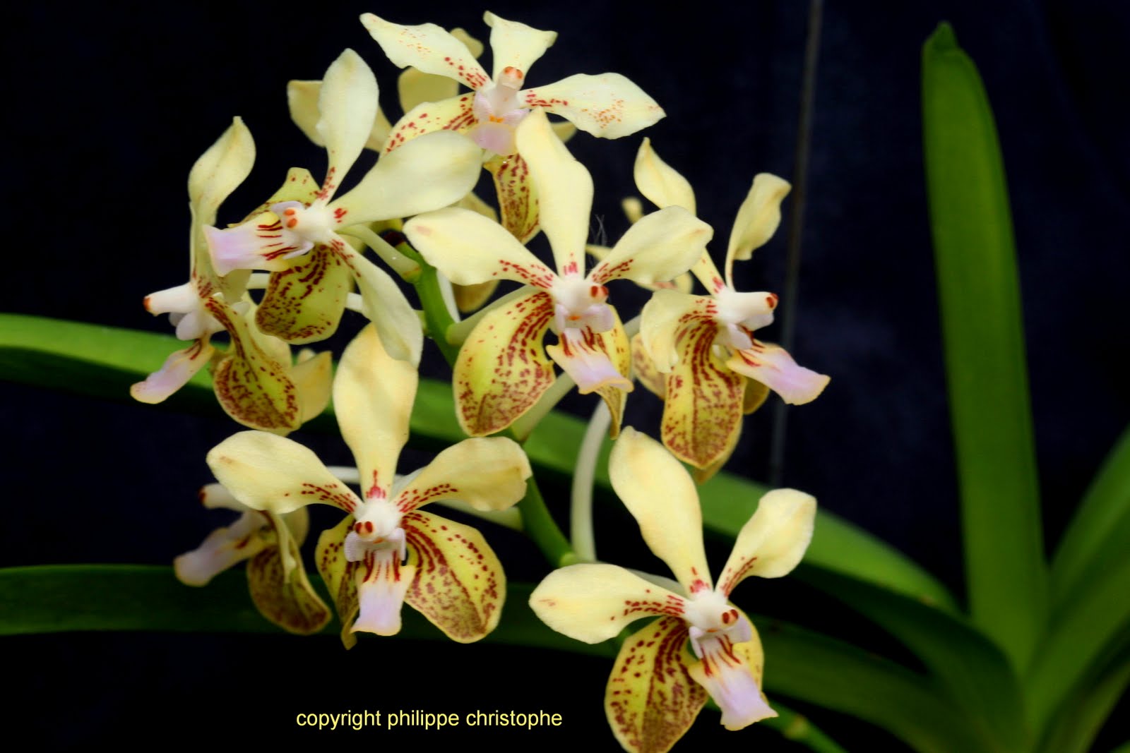 HOA PHONG LAN VIỆT-VIETNAM ORCHIDS: Vanda