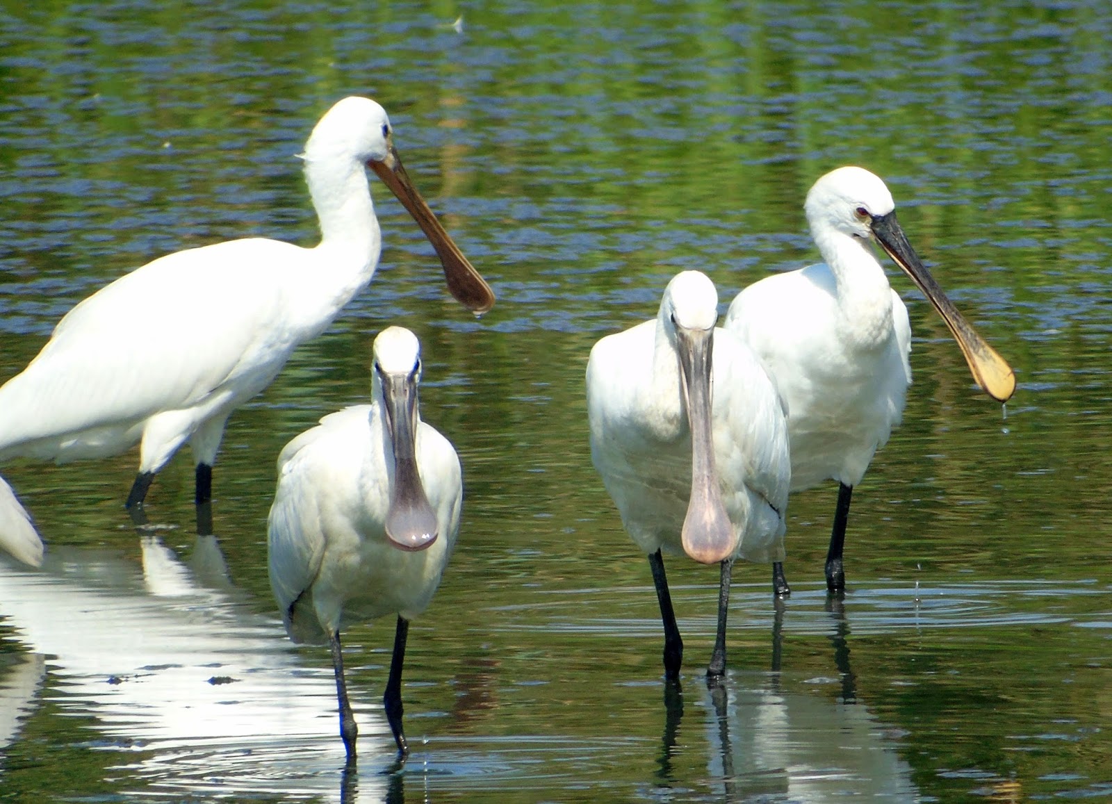 PASARI DIN ROMANIA: LOPATAR, Platalea leucorodia