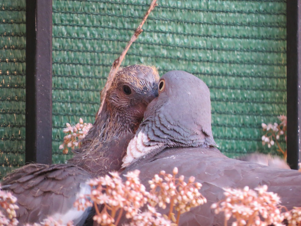 BIRDINGLEON: Nido de Torcaces en casa