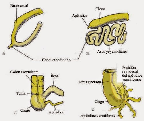 DR. JUAN HERNÁNDEZ ORDUÑA. : Anatomía quirúrgica del apéndice texto