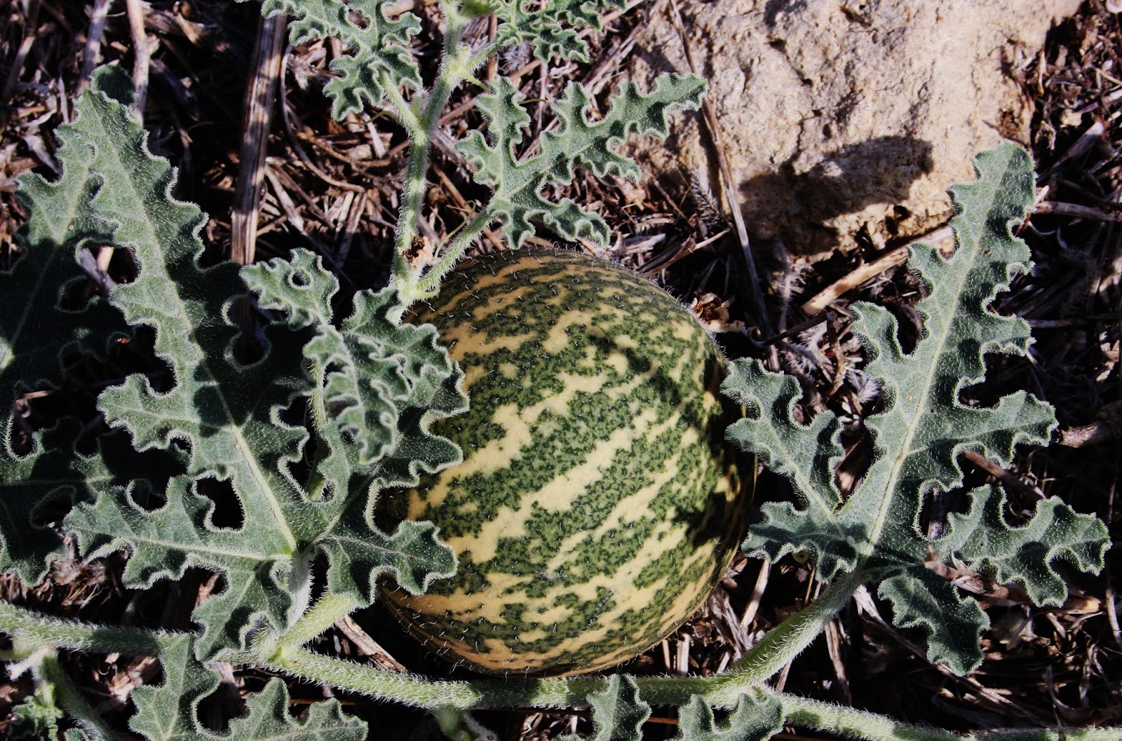 Biodiversity of Cyprus by NGO Protection of the Natural Heritage and ...