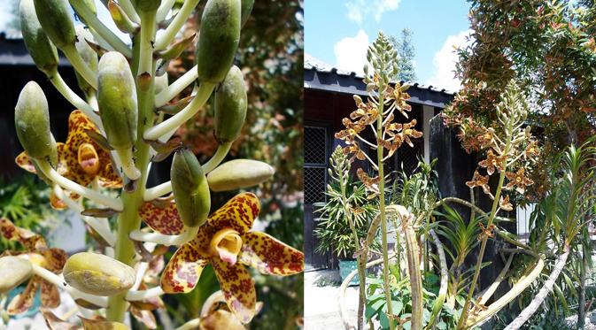 Anggrek Terbesar (Grammatophyllum Speciosum)