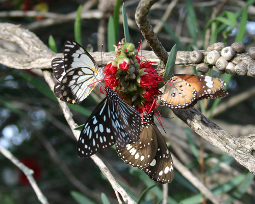 Toowoomba Plants: Local Plants for Local Butterflies