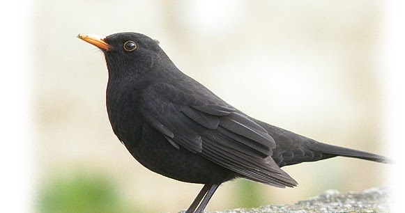 Kwikiki le merle ~ L'Art du bonheur