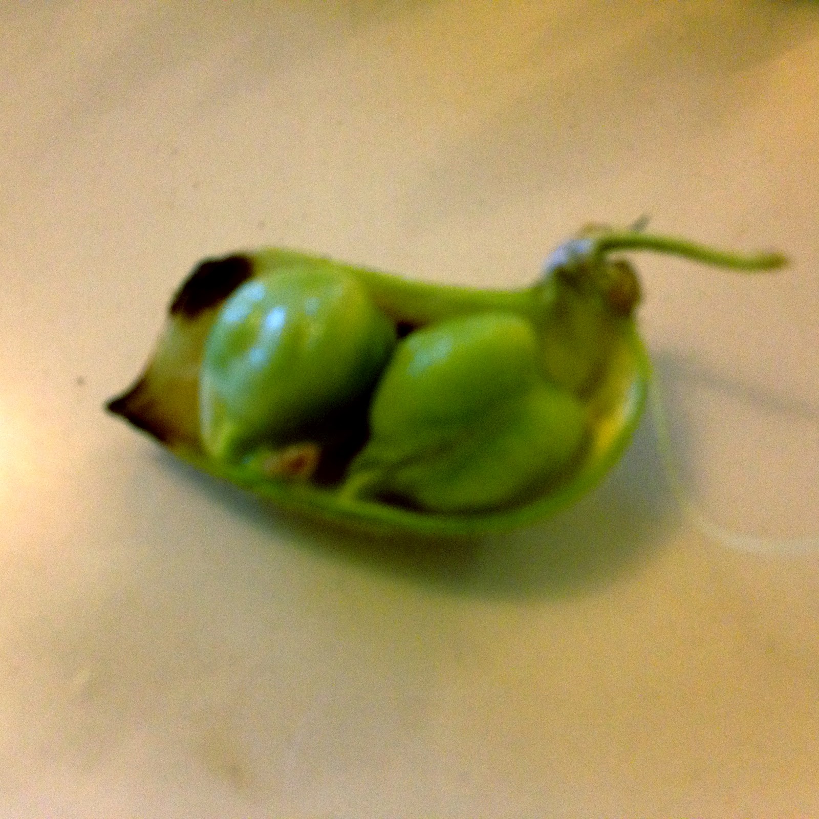 all kinds of yum: fresh green garbanzo beans