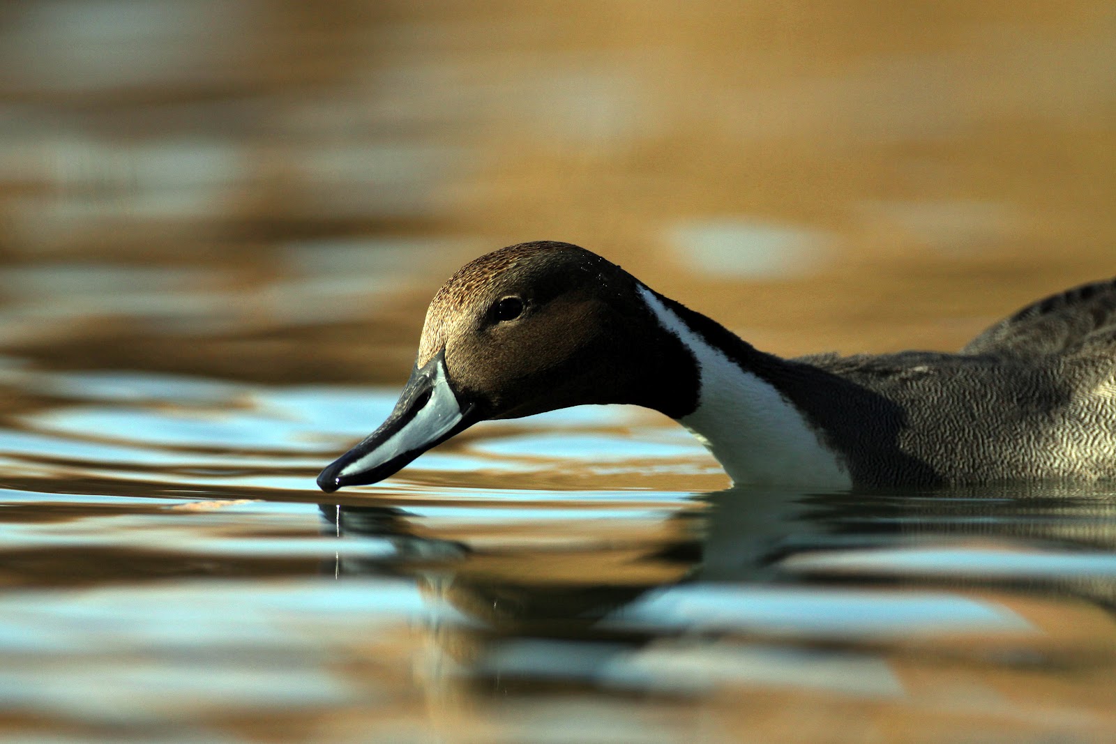 Duck, duck, duck, duck, goose!