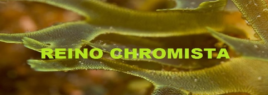 Reino Chromista: Clasificación