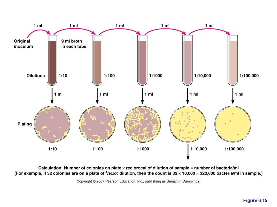 BIOLOGI I: LAPORAN PRAKTIKUM MIKROBIOLOGI UMUM PERHITUNGAN SEL BAKTERI ...