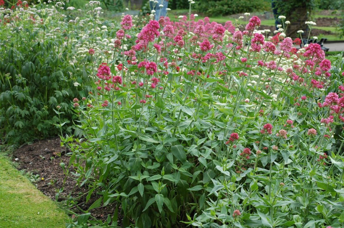 Herbolaria: Valeriana