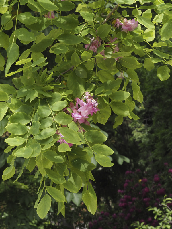 Flora ornamental, hortícola y medicinal.: Robinia hispida var rosea ...