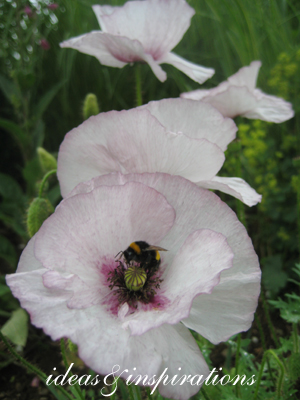 Ideas and Inspirations: Weißer Mohn * white poppies