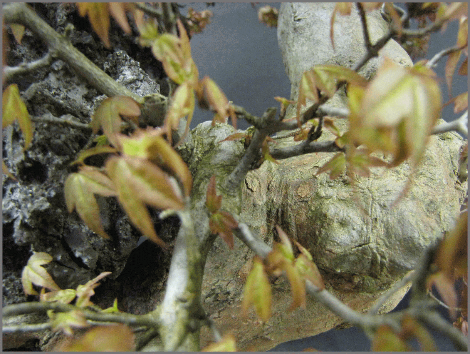 CHOWA ZOUTLEEUW: Opkuis takkenstructuur Drietand Esdoorn