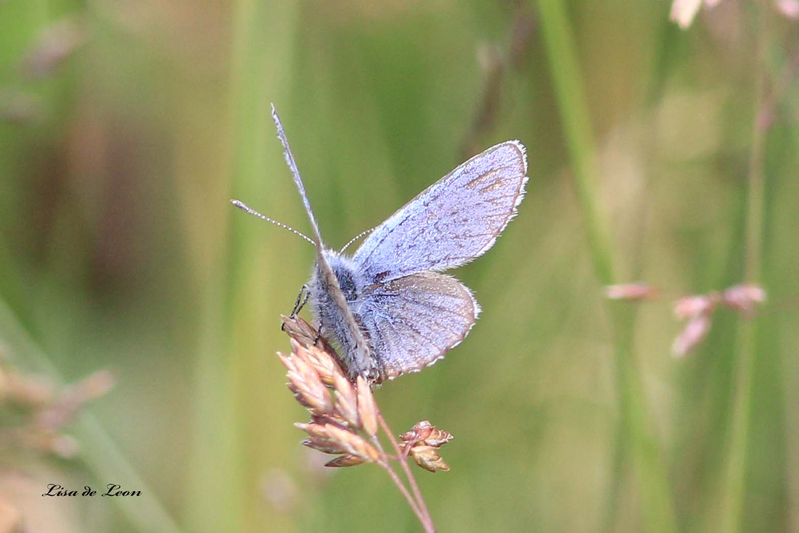 Birding with Lisa de Leon: Spring Azure Butterfly