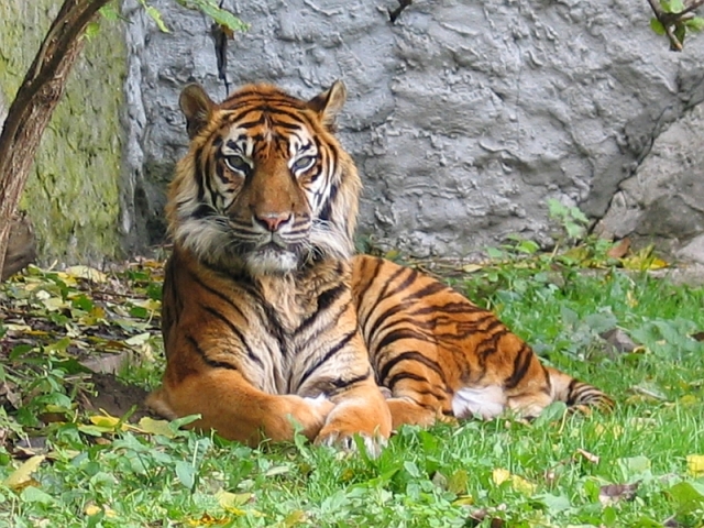 Bali tiger - Alchetron, The Free Social Encyclopedia
