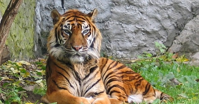 Bali Tiger | The Life of Animals
