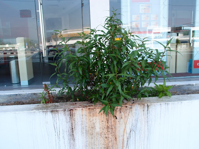 Xing Fu: LAKSA LEAVES (DAUN KESOM)