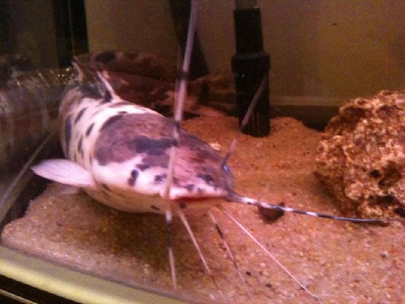 Cara Budidaya Ikan Lele Putih (Lele Bule) Albino Clarias Catfish untuk ...