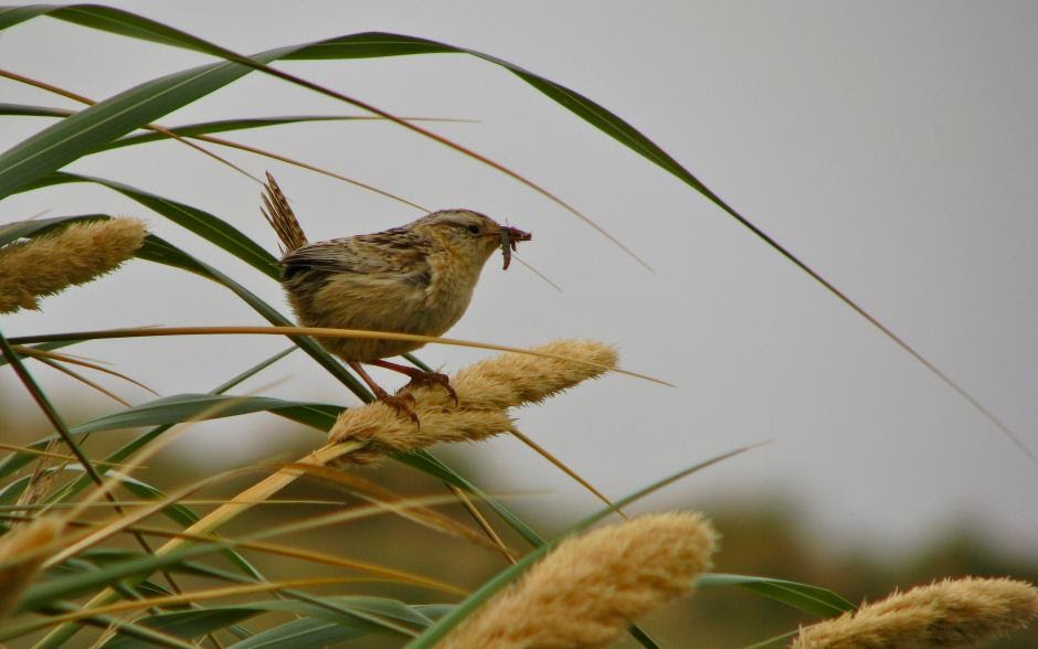 Variety of Life: Troglodytidae